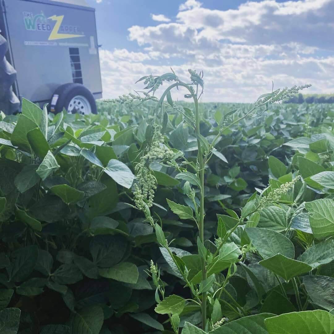 Electric Weed Control Equipment in Sweden - Old School Manufacturing